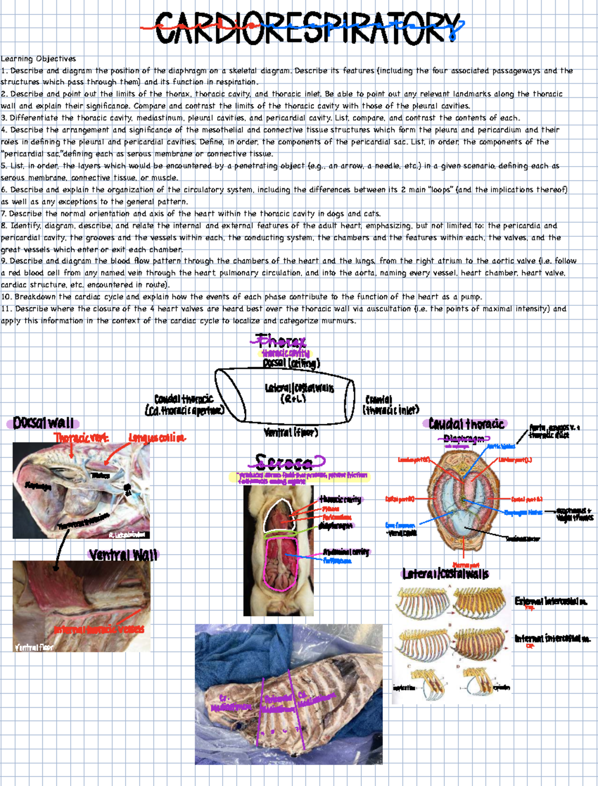 Cardiorespiratory Notes: Diaphragm, Thoracic Cavity, and Heart Anatomy ...