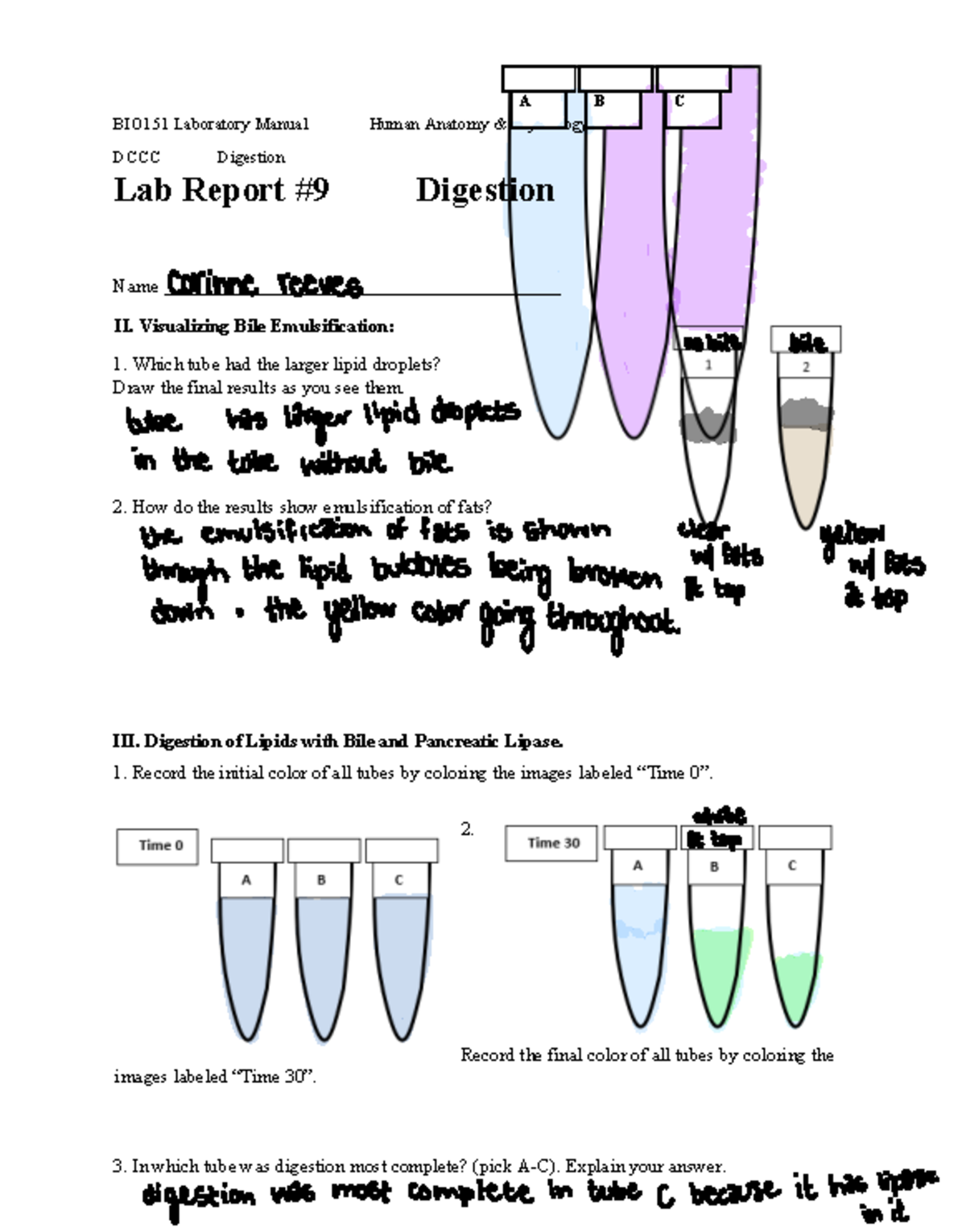 BIO151+Lab+%239+Report - BIO151 Laboratory Manual Human Anatomy & Physiology II DCCC Digestion ...