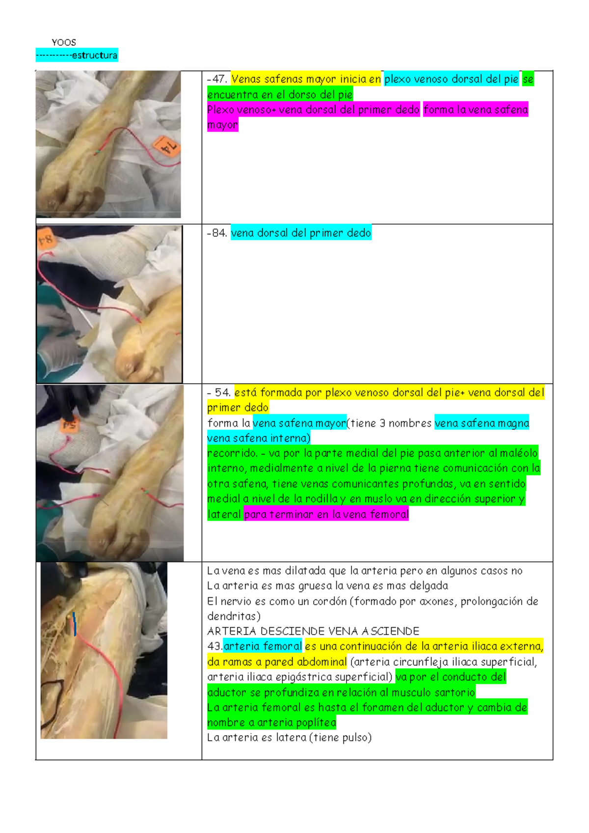Anatomía de la Vena Safena Mayor y Estructuras Relacionadas YOOS - Studocu