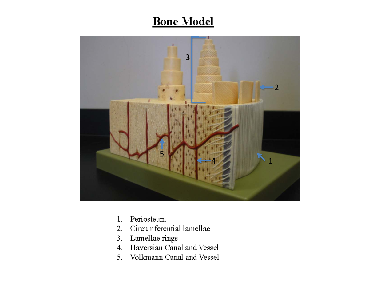 Bone Models - 1 1. Periosteum 2. Circumferential lamellae 3. Lamellae ...