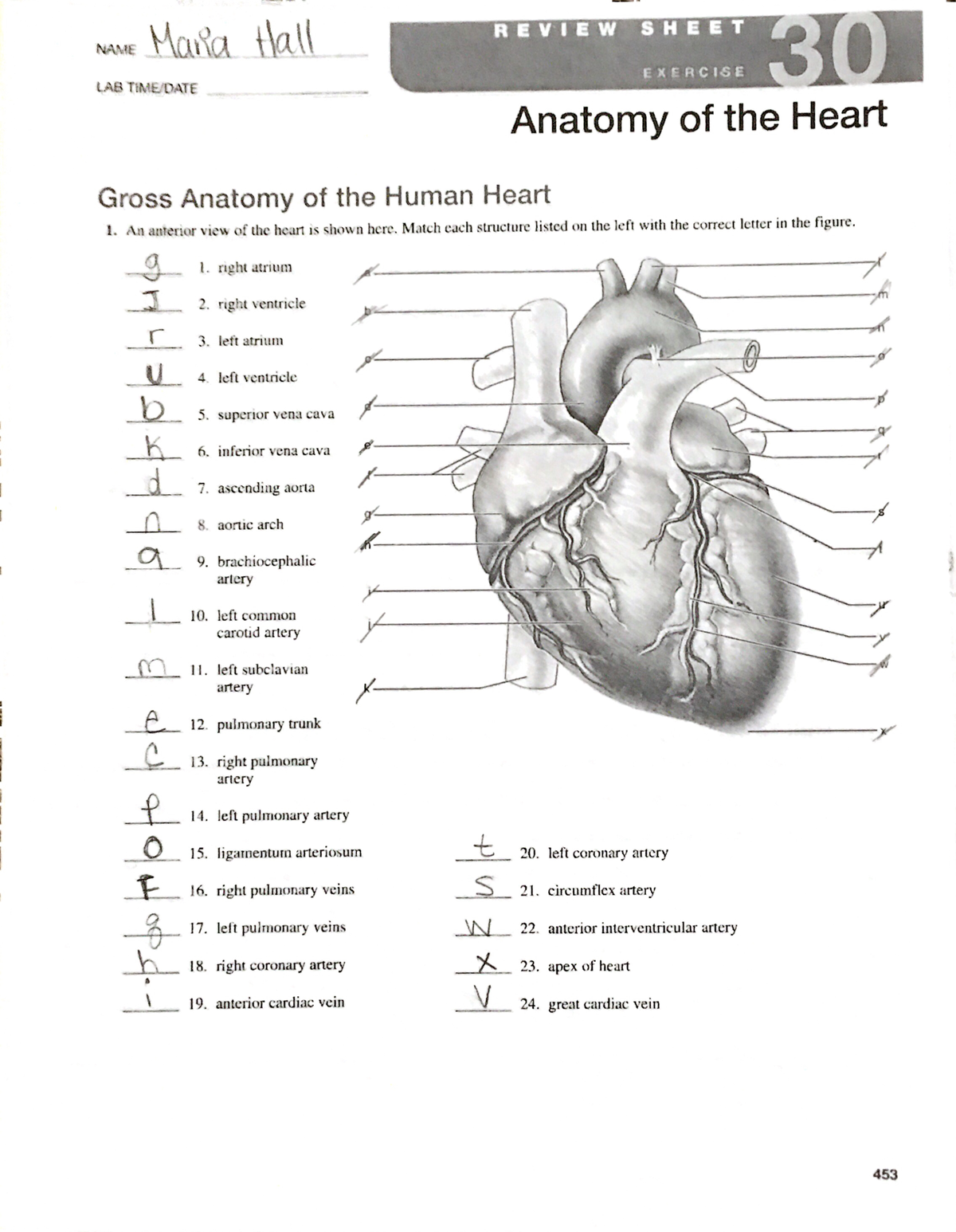 Anatomy of the Heart - Review Sheet Exercise 30 Lab Guide - Studocu