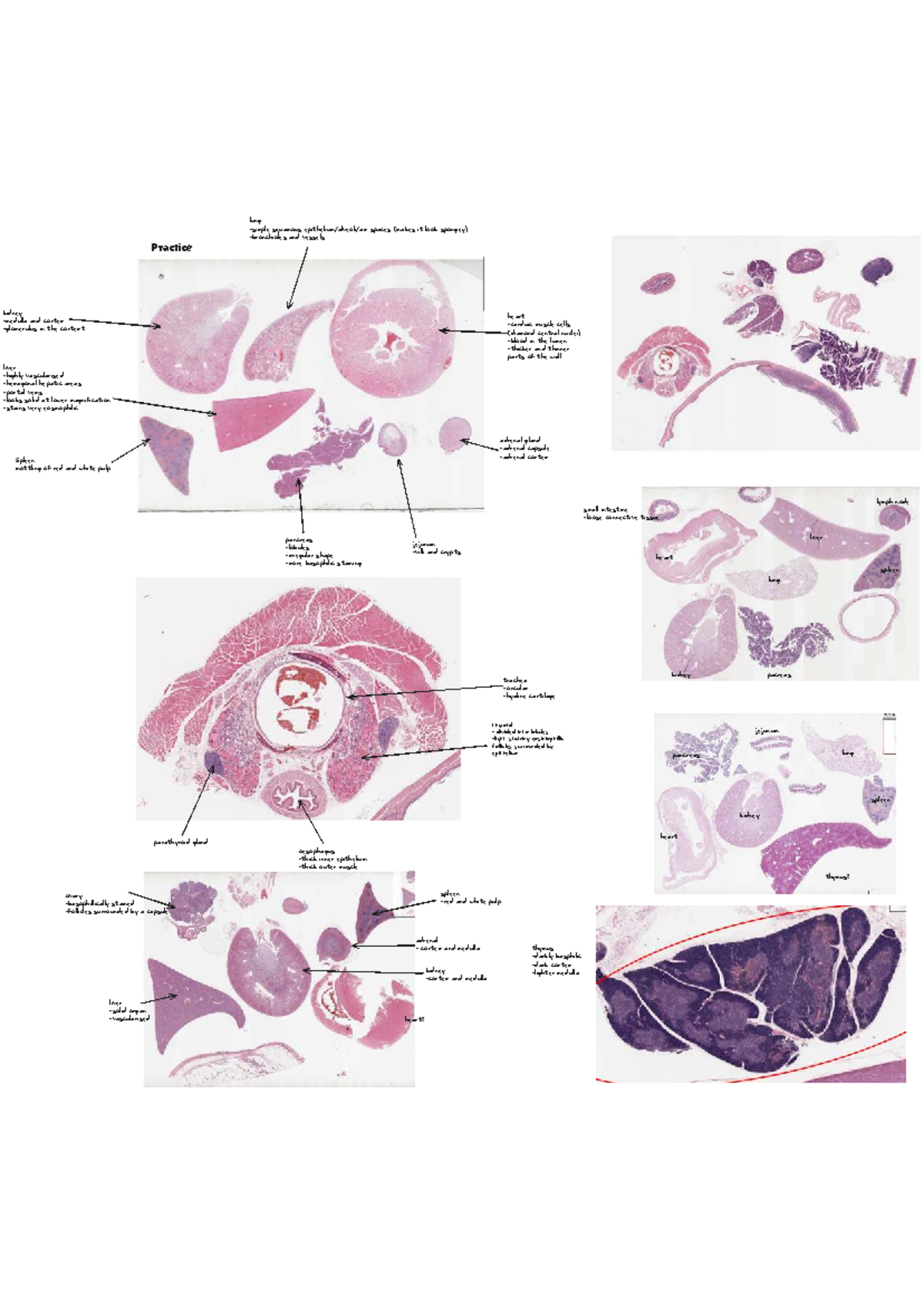 Practice Tissue Identification: Histology of Organs and Structures ...