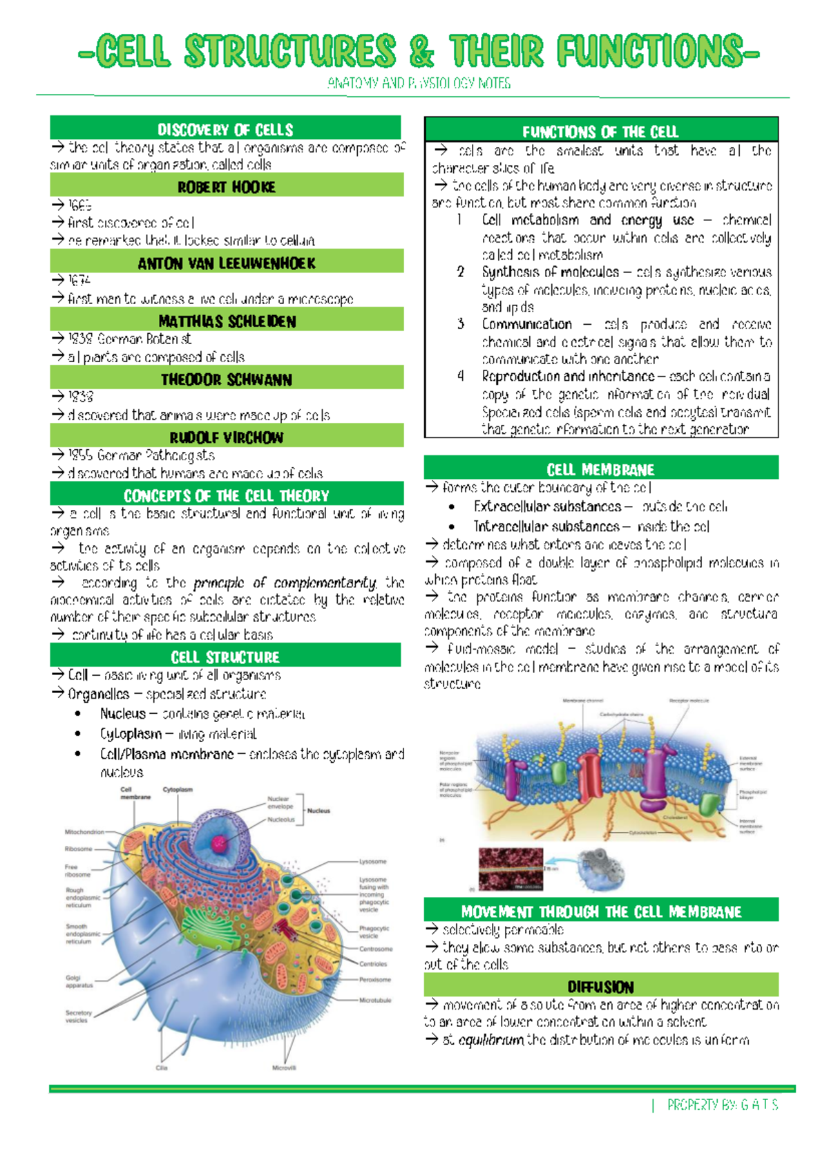 Chapter 2 - Anaphy: Cell Functions & Structures in Biology - Studocu