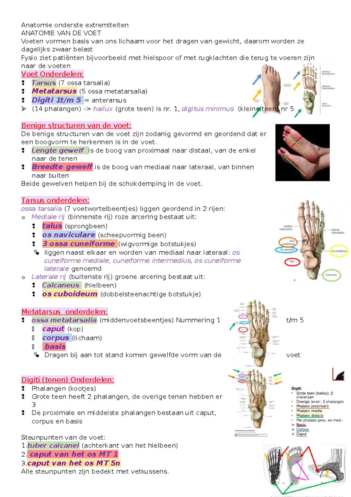 Anatomie van de Onderste Extremiteiten: Voet en Knie Structuren ...