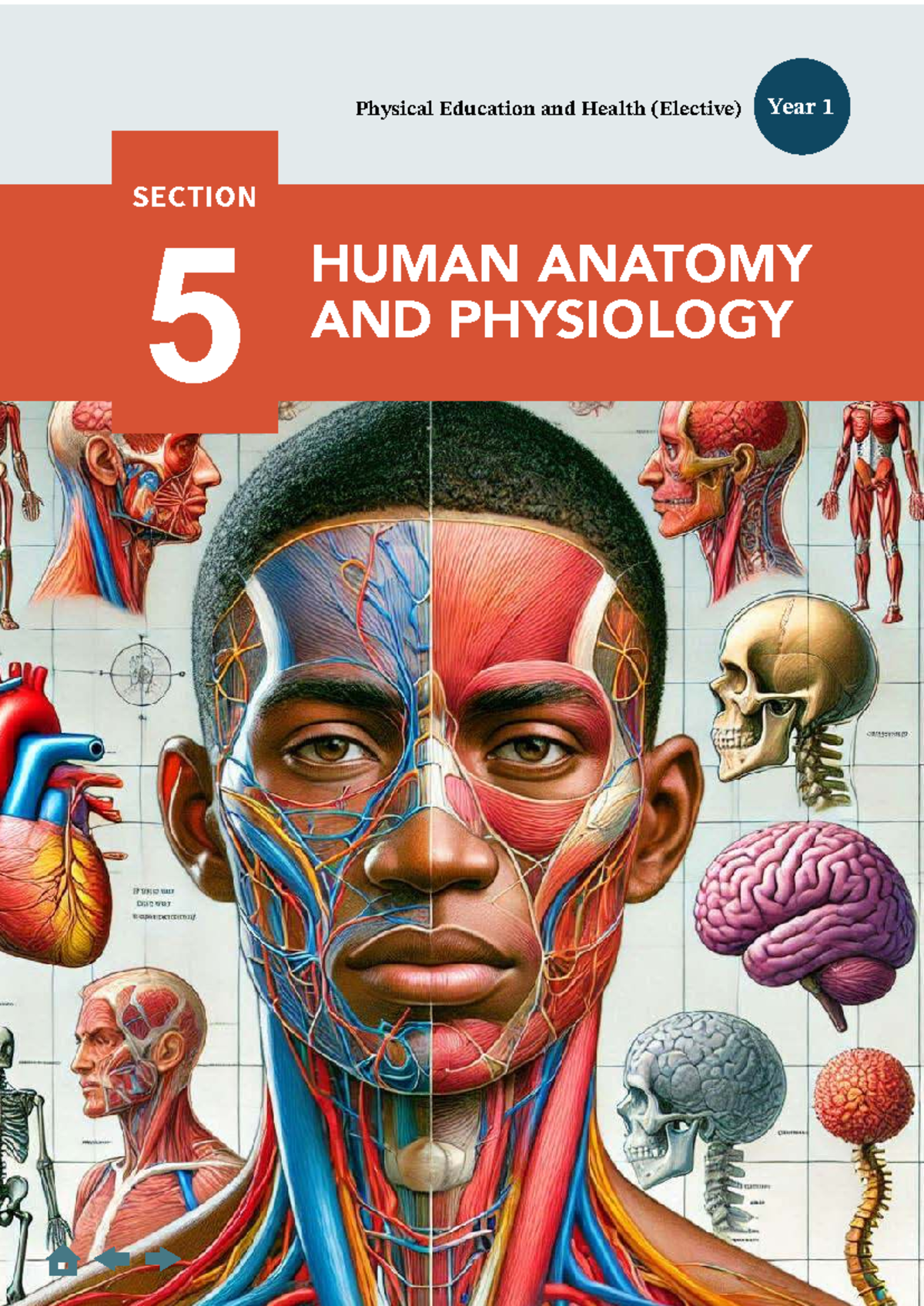 Year 1 PEH Elective: Anatomy & Physiology Section 5 Overview - Studocu
