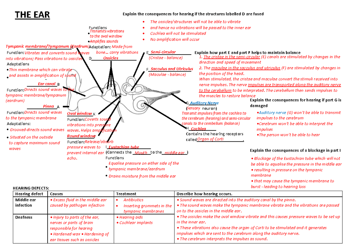 Life Science Exam: Hearing Mechanisms and Consequences of Defects - Studocu