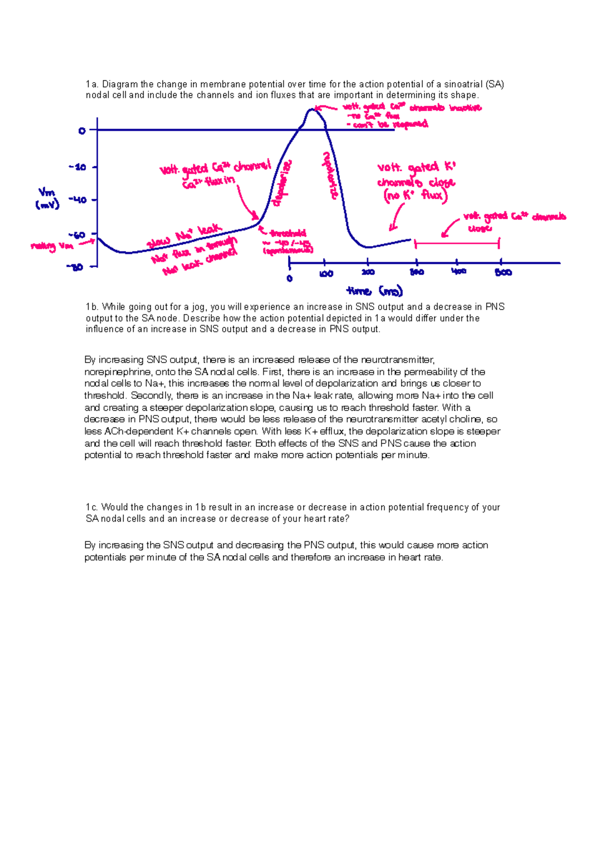 1. Problem Set Assessment 1: SA Node Action Potential Dynamics - Studocu