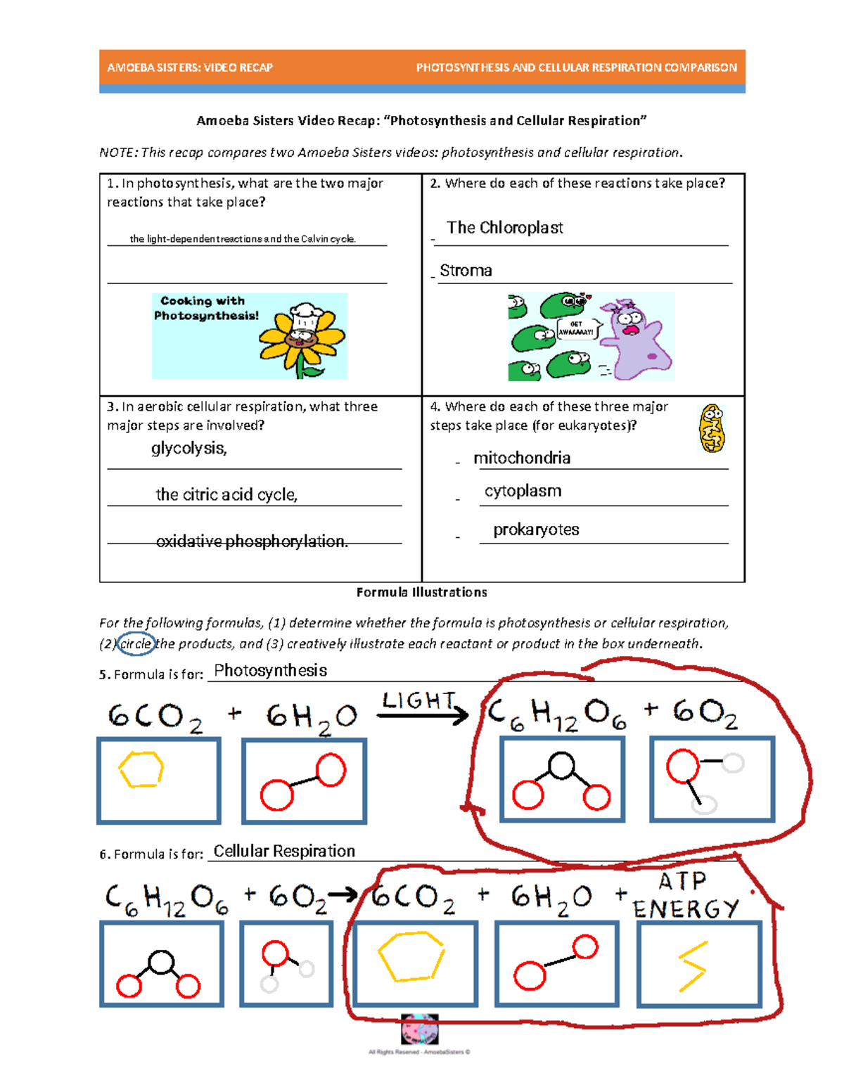 Amoeba Sisters Video Recap: Photosynthesis vs. Cellular Respiration - Studocu