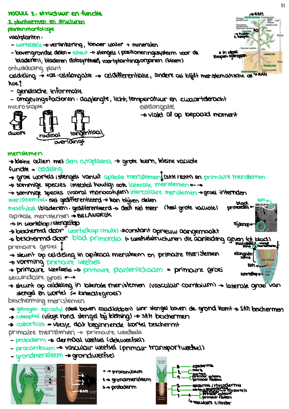 Plantkunde 21: Structuur en Functie van Vaatplanten in Module 2 - Studocu