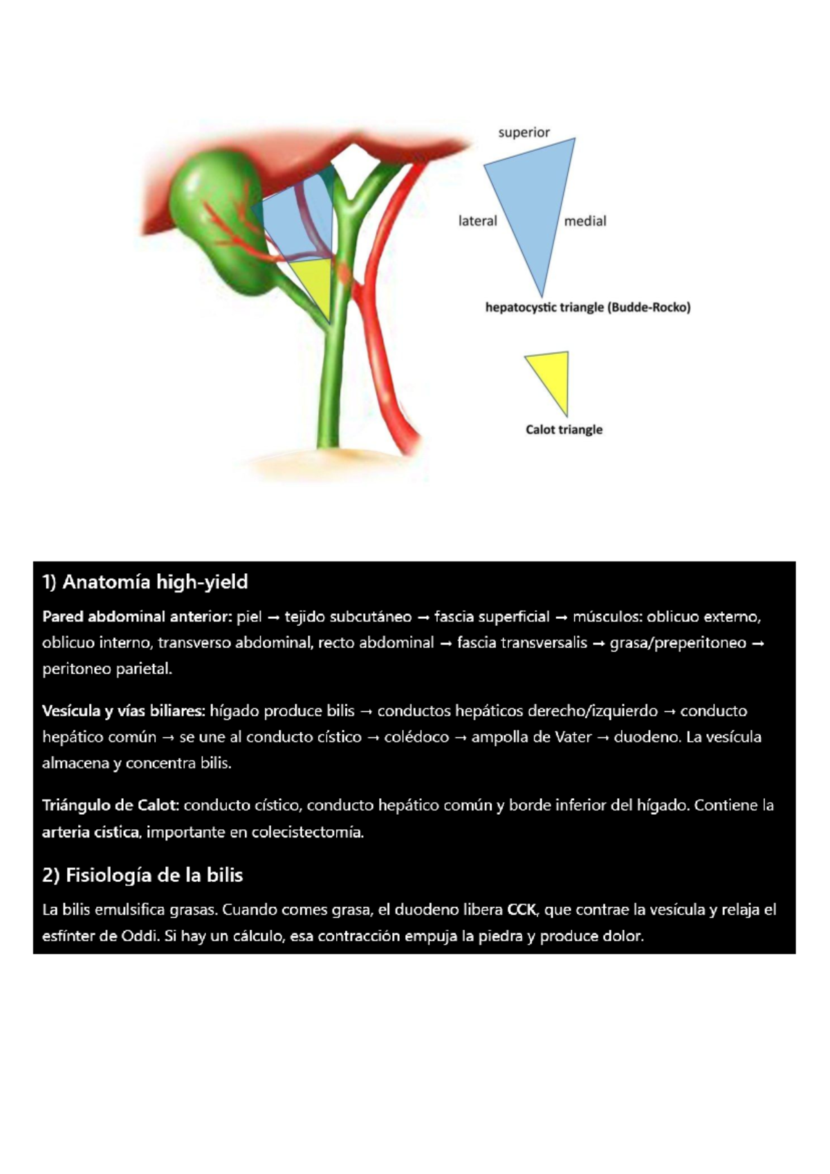 Calot Triangle & Hepatic Anatomy: Key Concepts for Surgery (HY) - Studocu