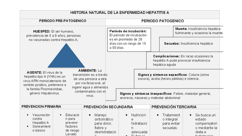 Historia Natural De La Hepatitis A Períodos Y Prevención Studocu