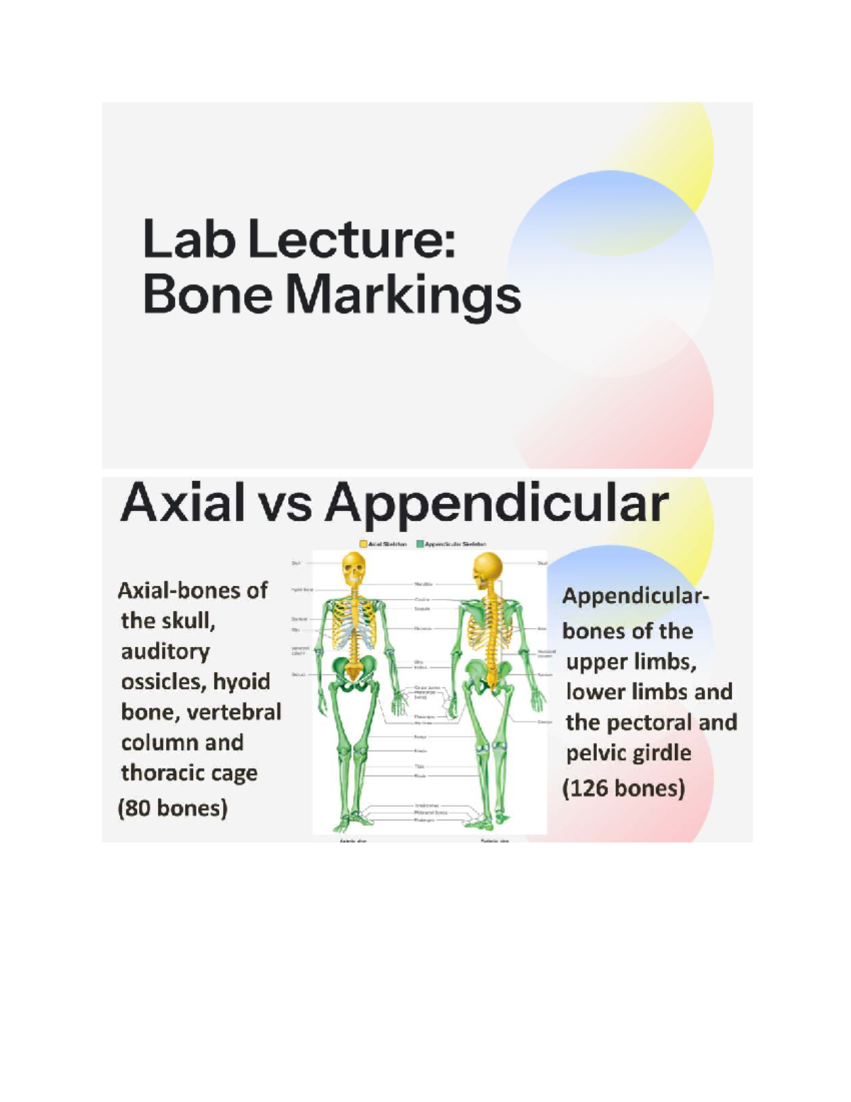 Axial vs. Appendicular Skeleton: Key Bone Markings Explained - Studocu