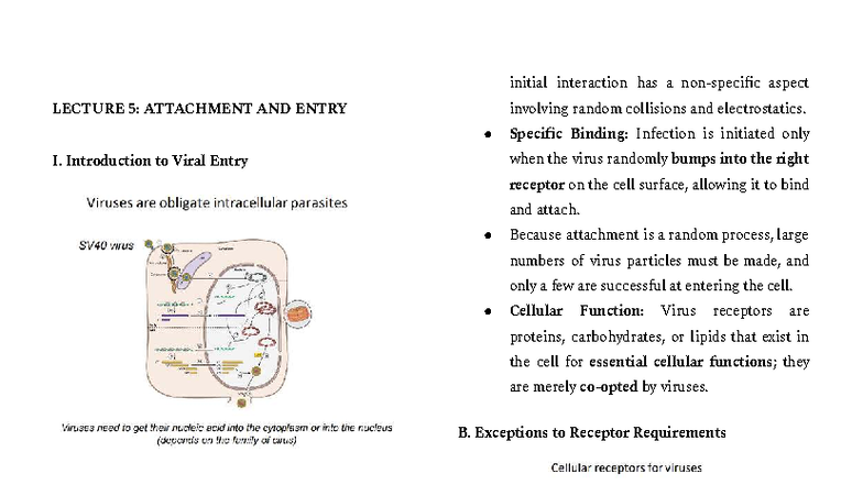 Virology LECTURE 5: Viral Attachment, Entry, and Receptor Mechanisms ...