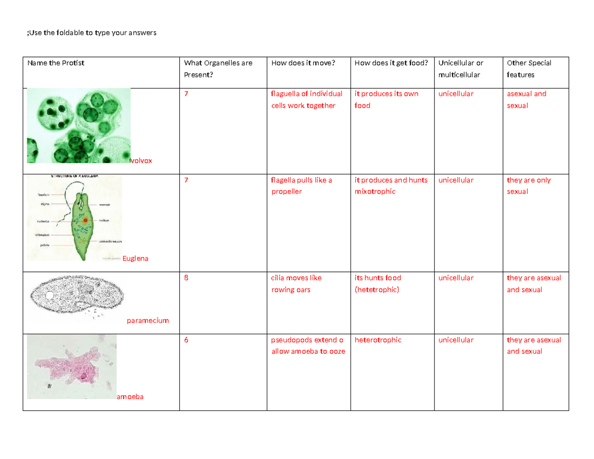 Protists Foldable Questions 2020 - ;Use the foldable to type your ...