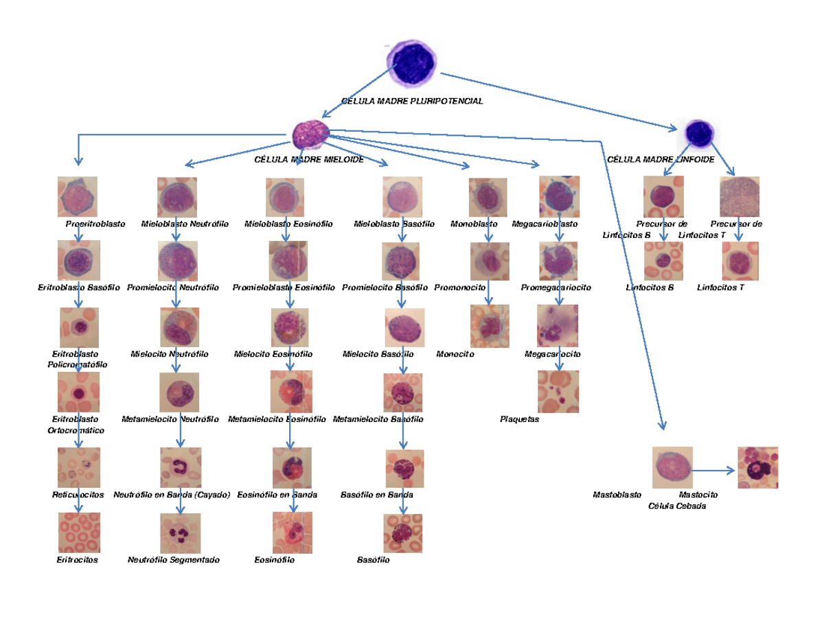 Diagrama de hematopoyesis - CÉLULA MADRE PLURIPOTENCIAL CÉLULA MADRE ...