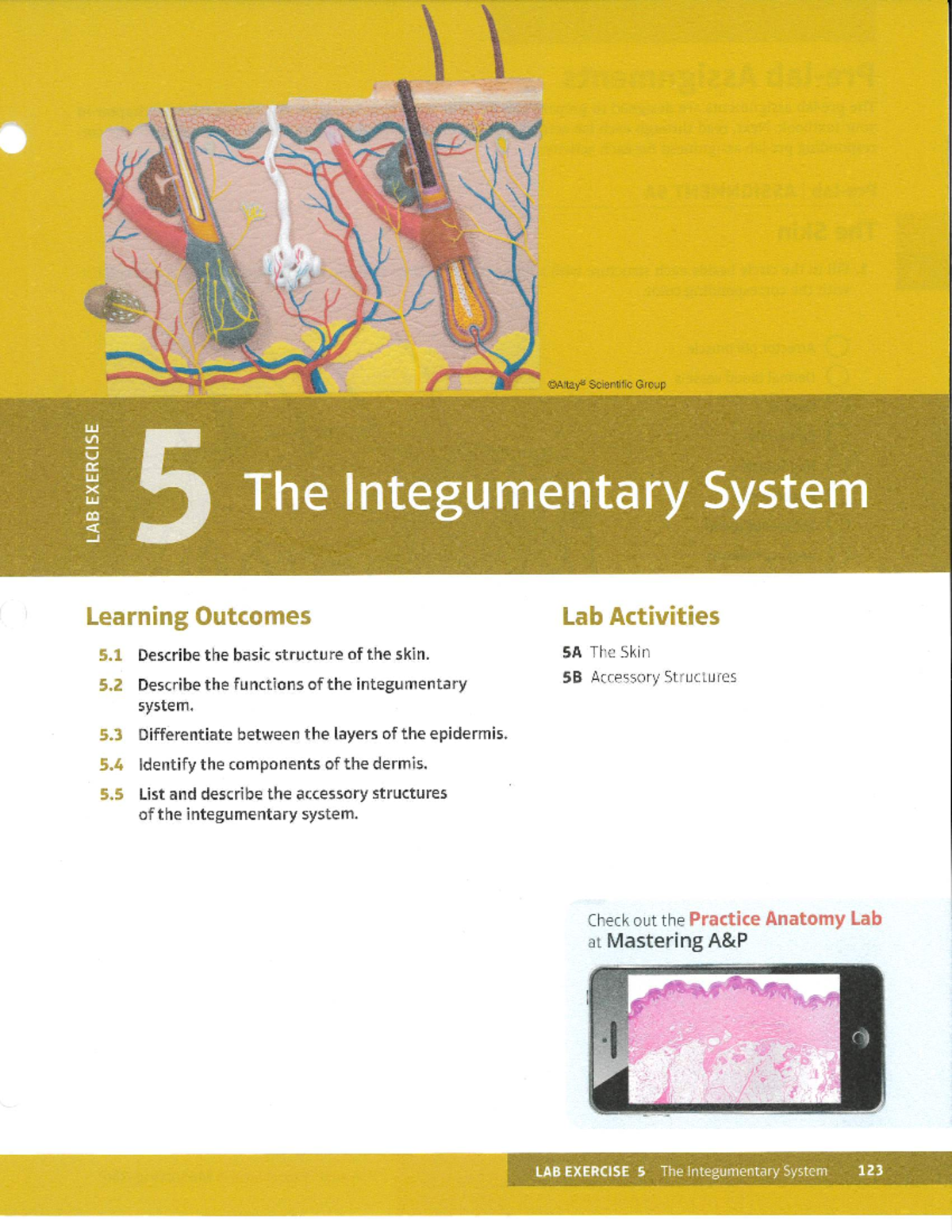 LAB EXERCISE 5: Integumentary System Overview and Activities - Studocu