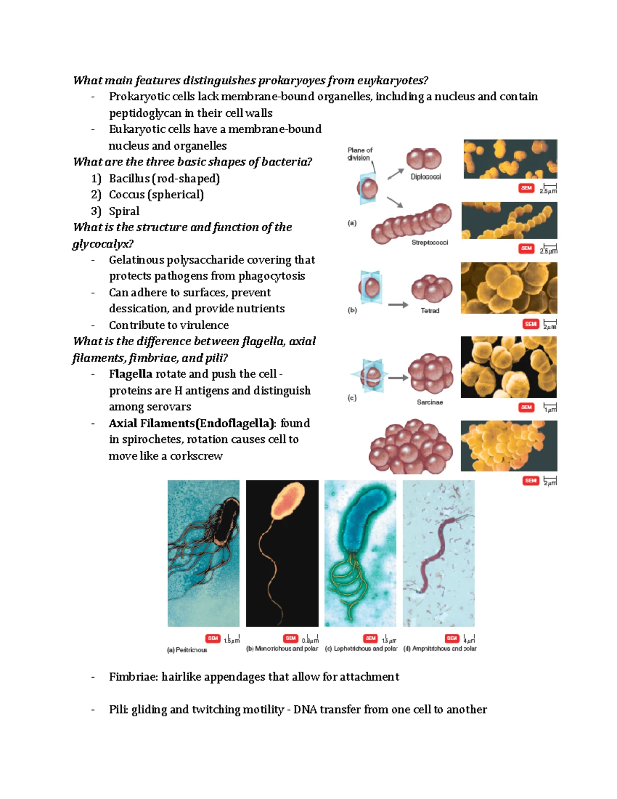 Microbiology Exam 1 (Chapters 1, 3-5) Flashcards Quizlet - Microbiology Exam 1 (Chapters 1, 3-5 ...