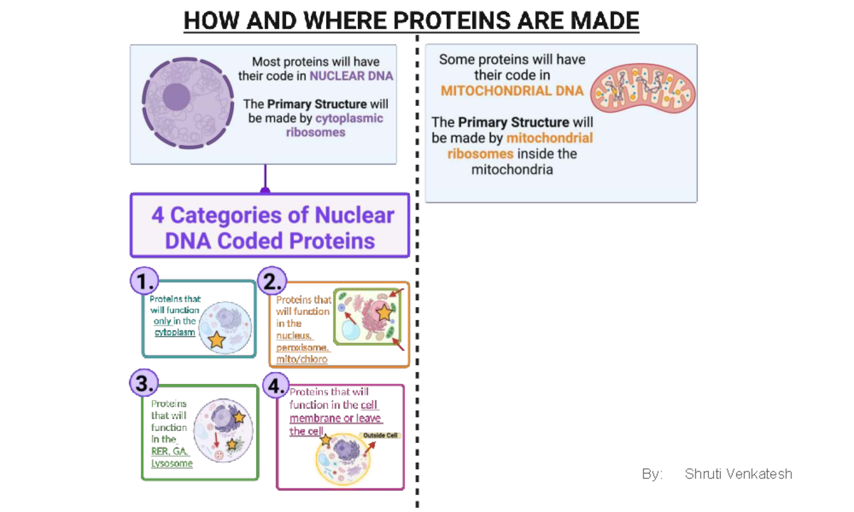 Protein Targeting Flow Charts: Understanding Protein Synthesis - Studocu