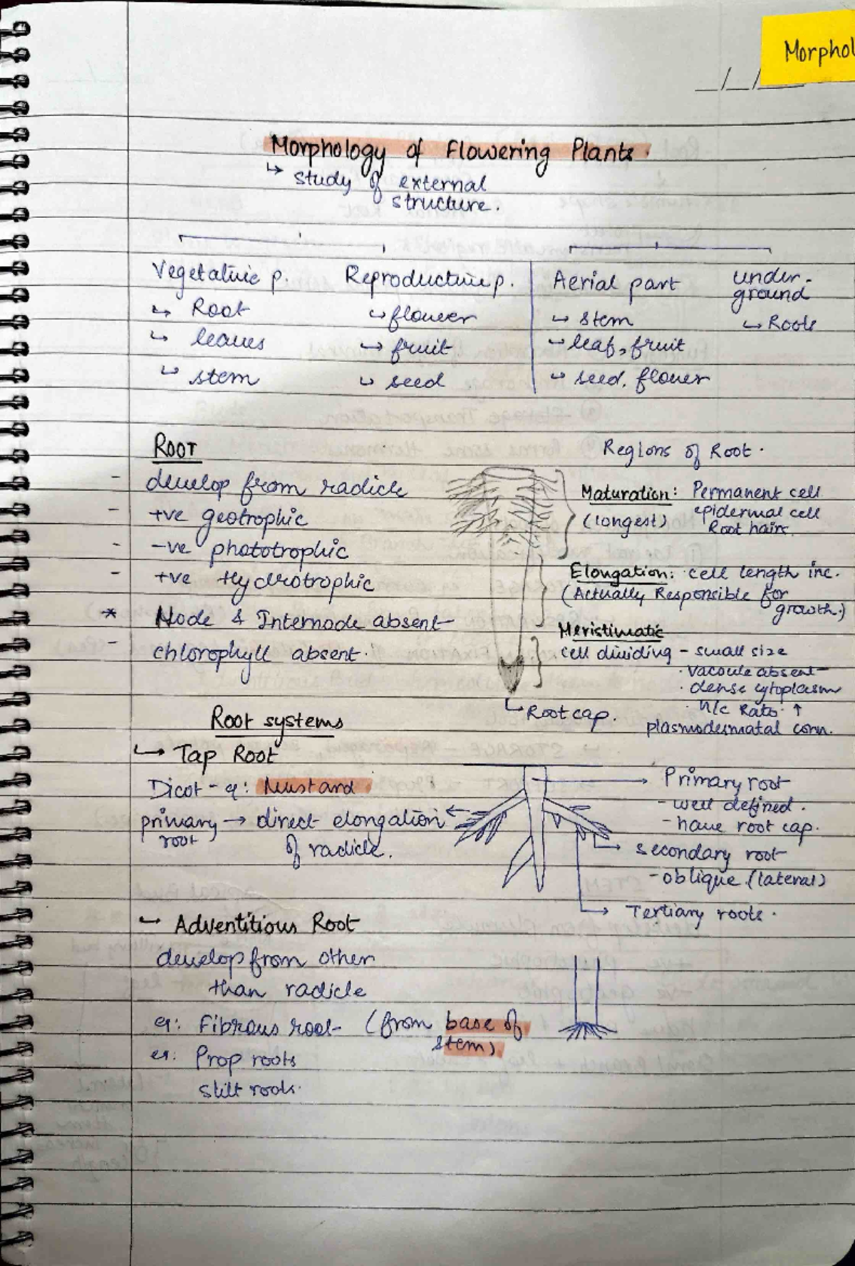 Class 11 Morphology of Flowering Plants - Handwritten Notes Summary ...