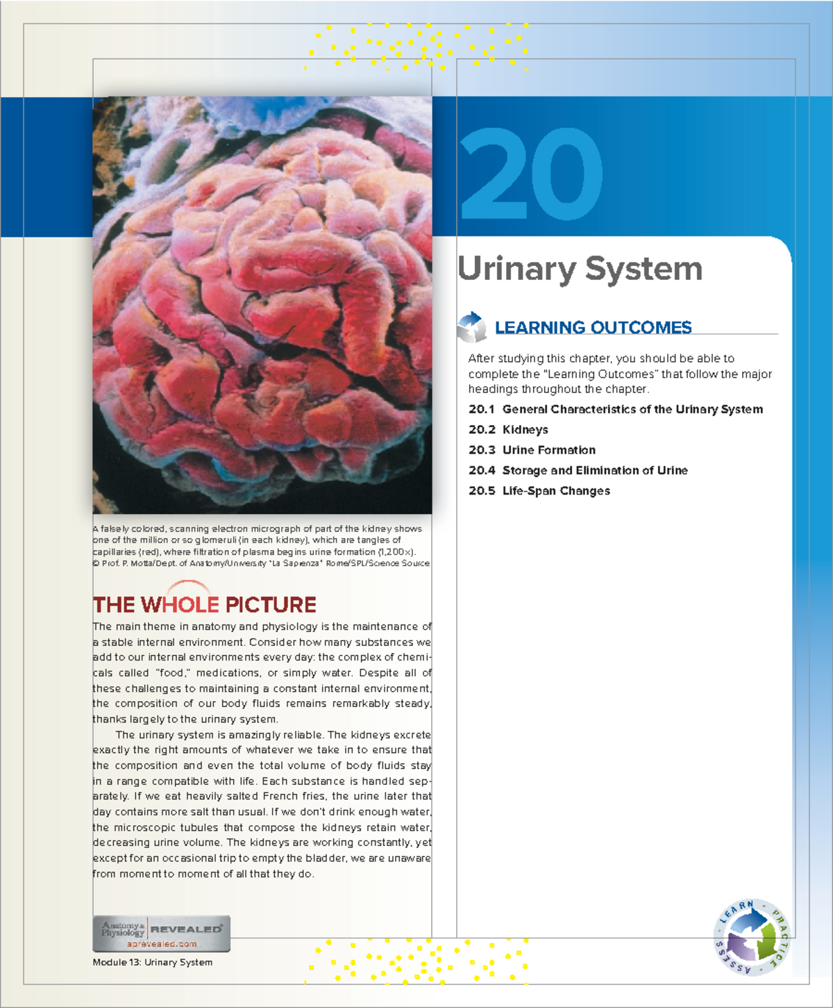 Urinary system - Textbook - LE ARN •PR AC IT EC ESSA • SS Module 13 ...