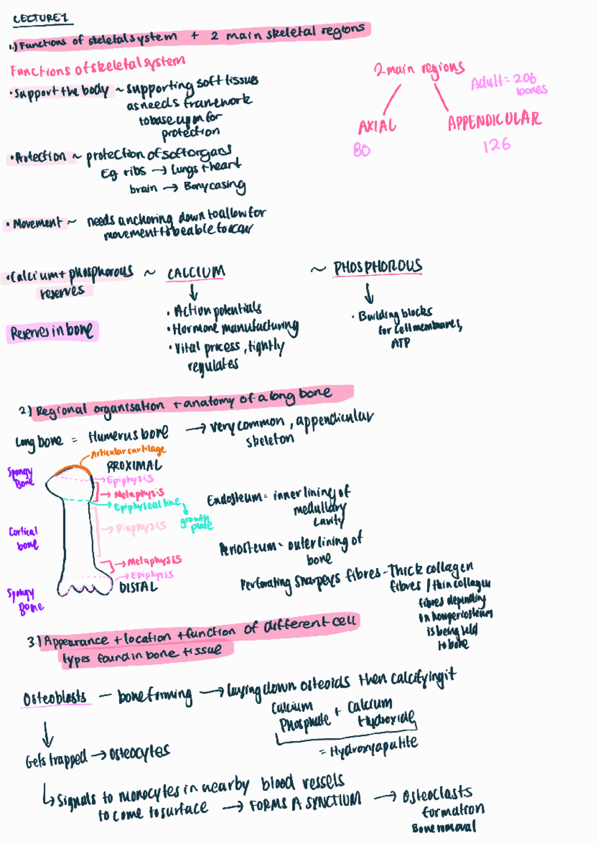 Lecture Objectives MSK: Functions & Anatomy of the Skeletal System ...