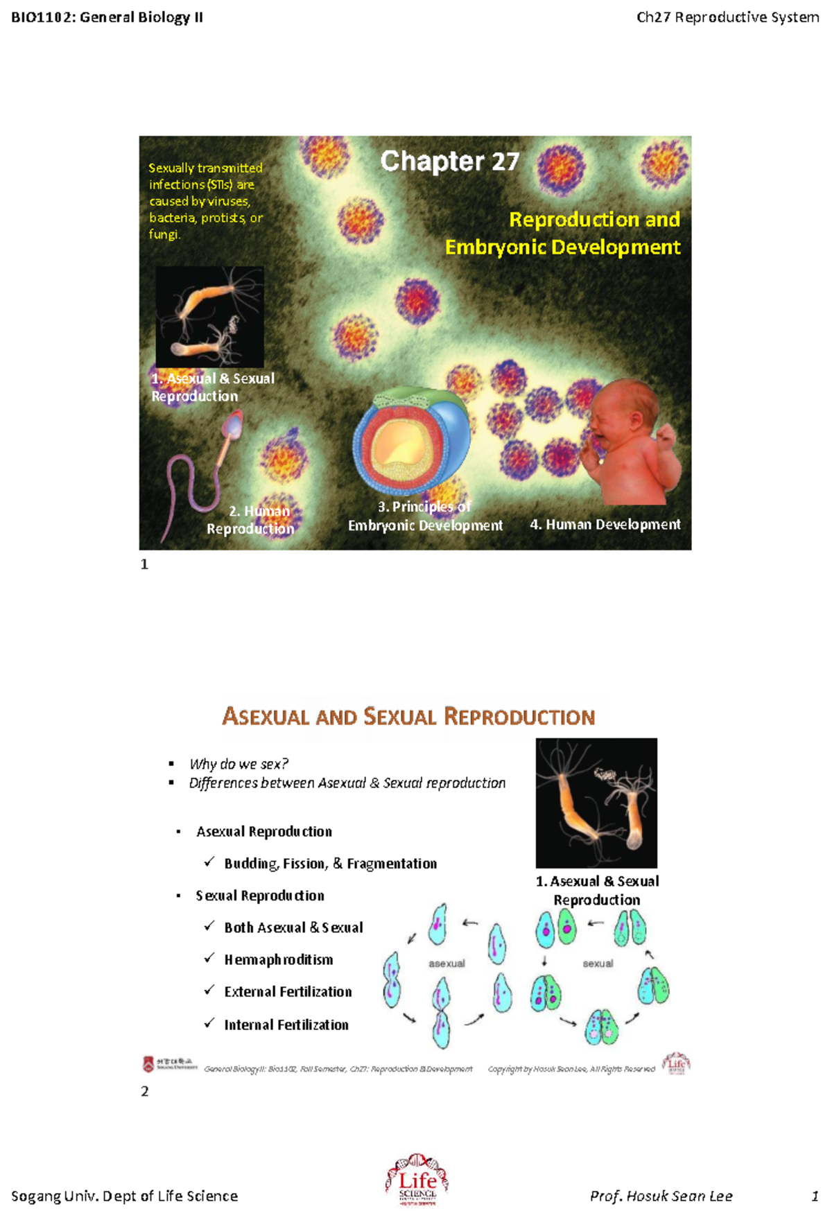 BIO1102: General Biology II Ch27 Reproductive System Overview - Studocu