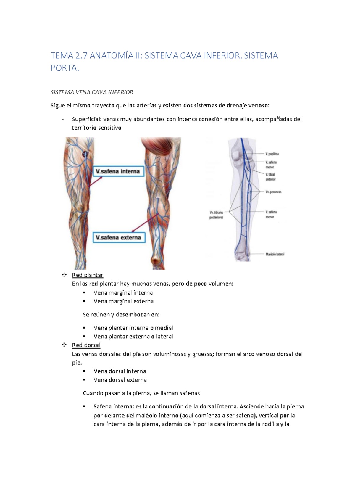 Anatomía De La Vena Safena