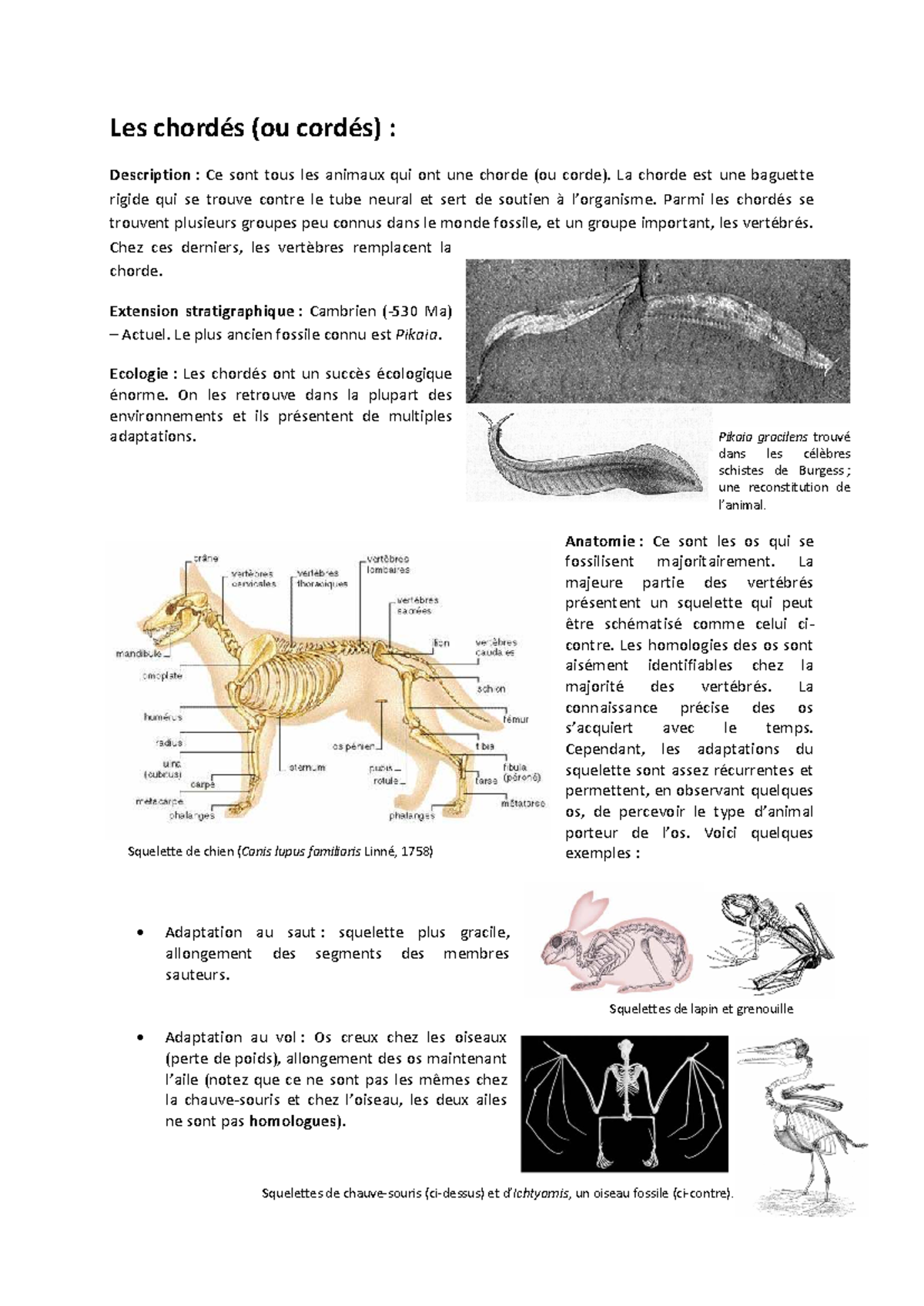 Les chordés : leçon sur la chorde et l'anatomie des vertébrés - Studocu