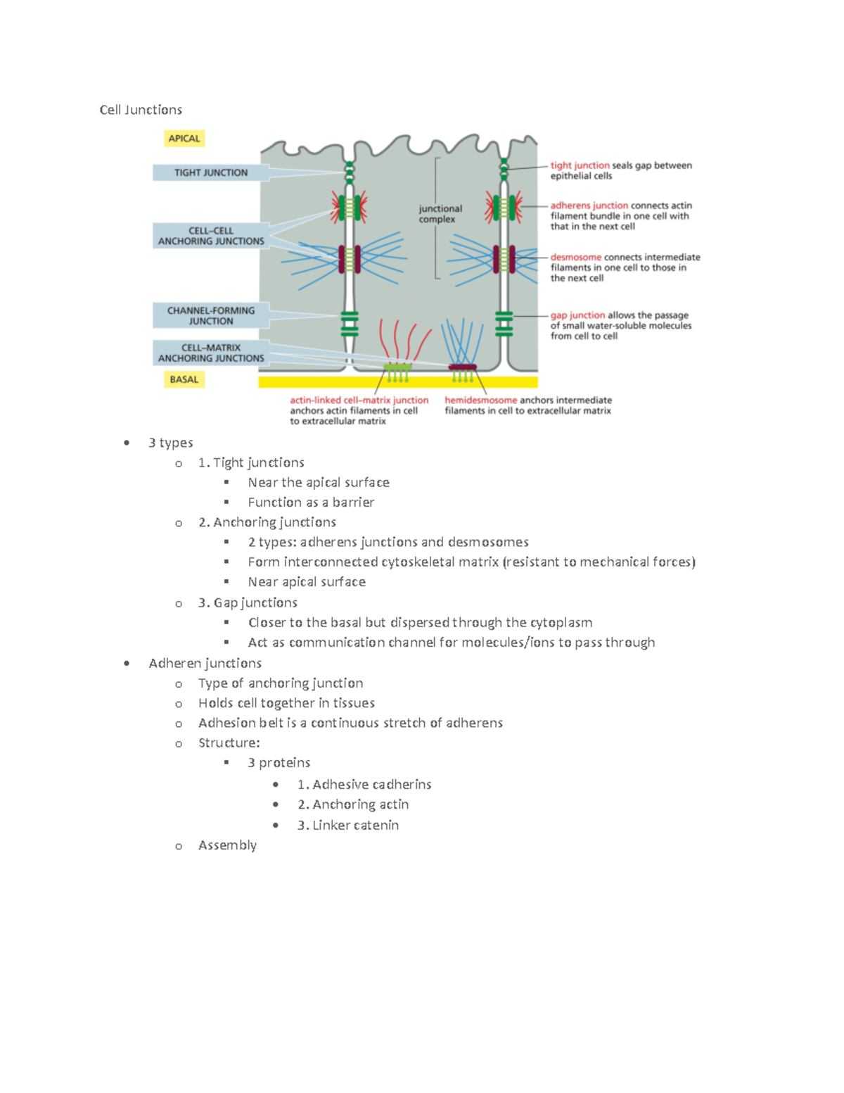Cell Junctions: Bio 211 Lecture Notes & Summary by Dr. Petrie - Studocu
