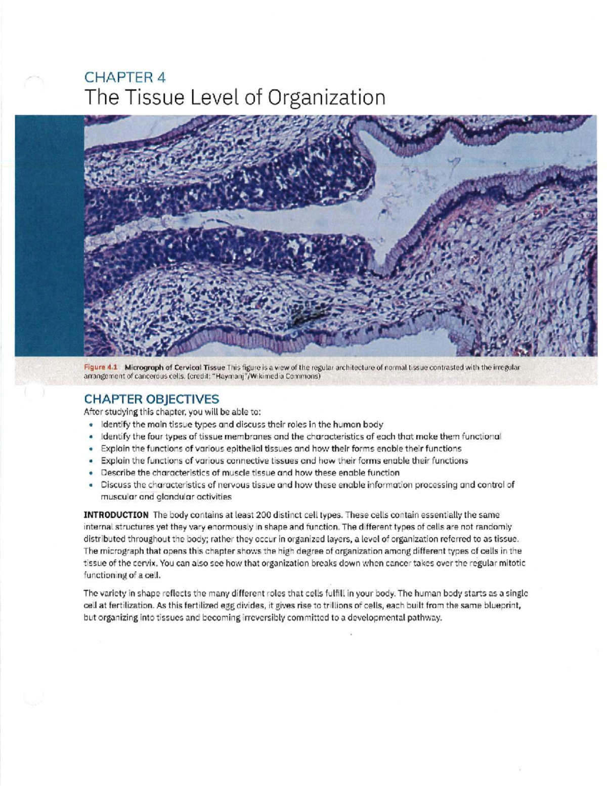 CHAPTER 4 Tissue Level of Organization: Key Concepts and Findings - Studocu