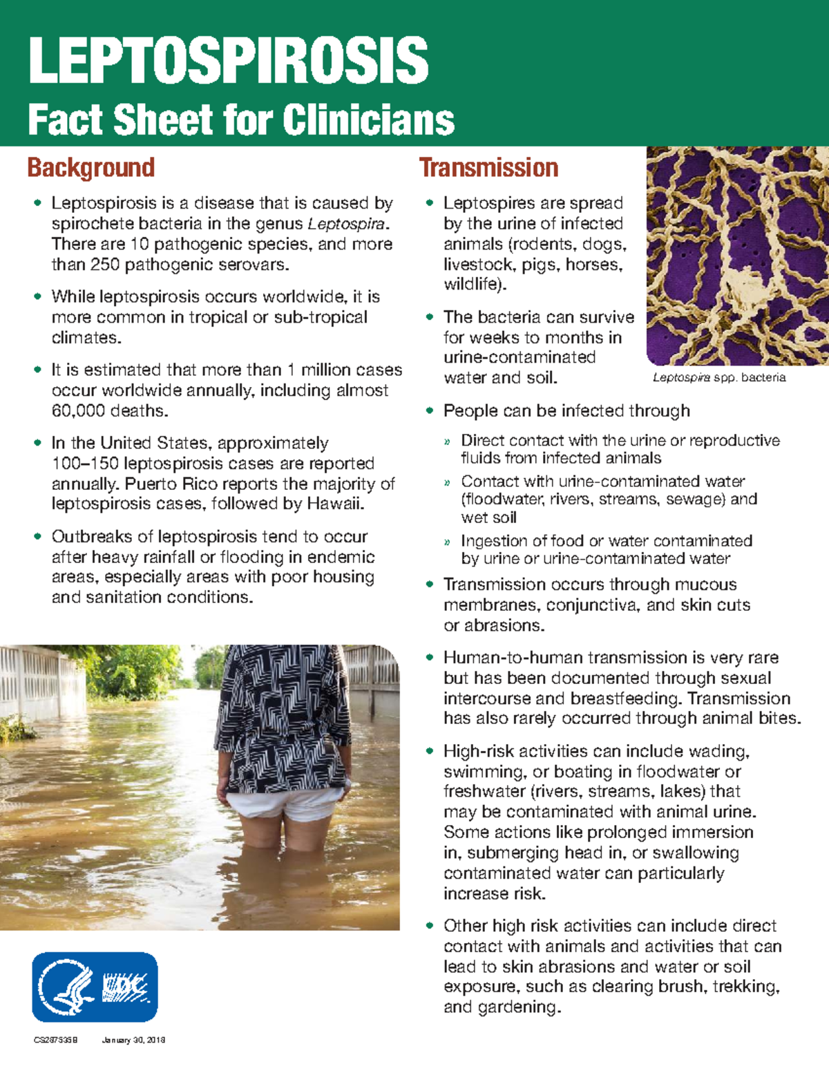 LEPTOSPIROSIS Fact Sheet for Clinicians (CS287535B) - Studocu