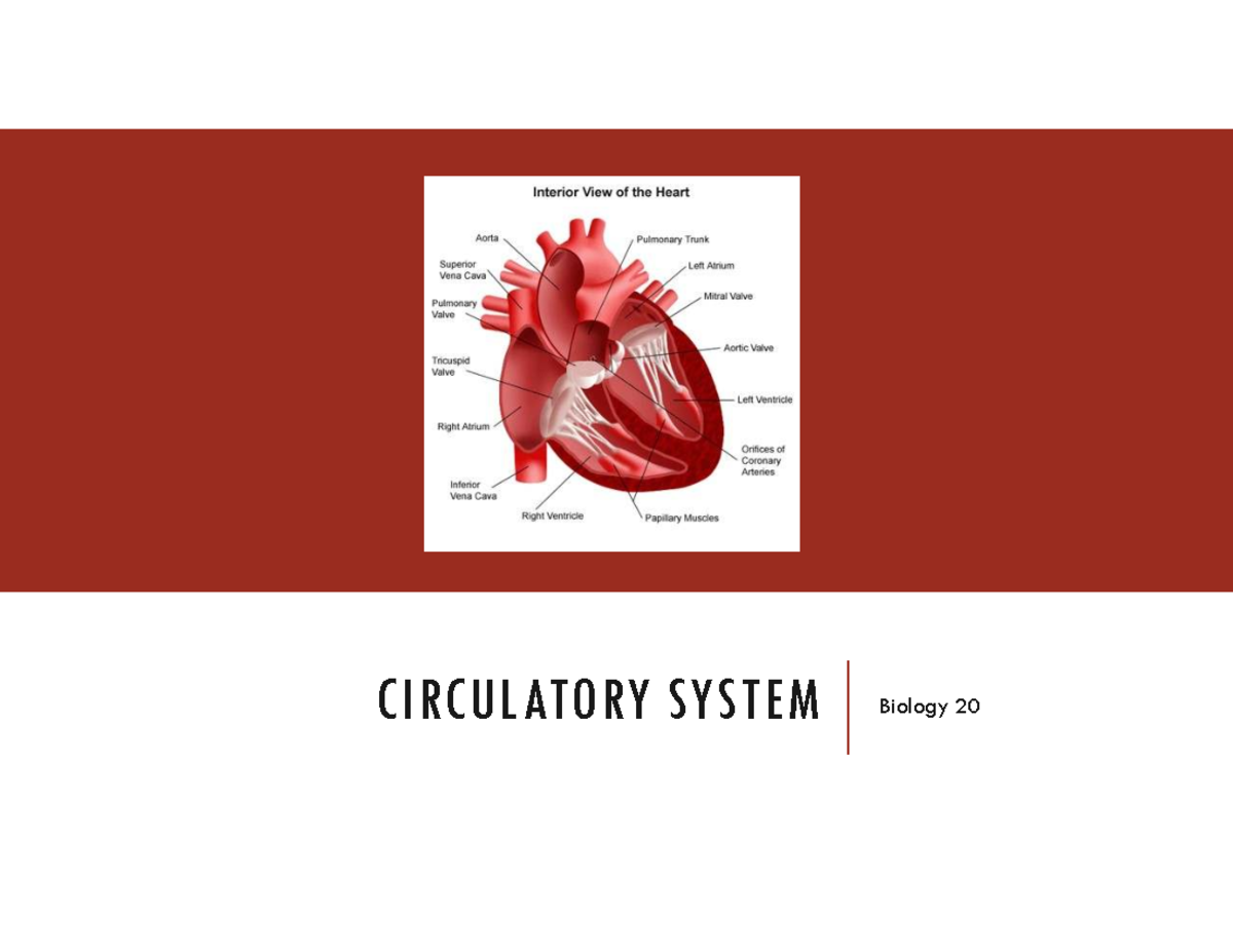 Circulatory System Overview - Bio 101 Lecture Slides - Studocu