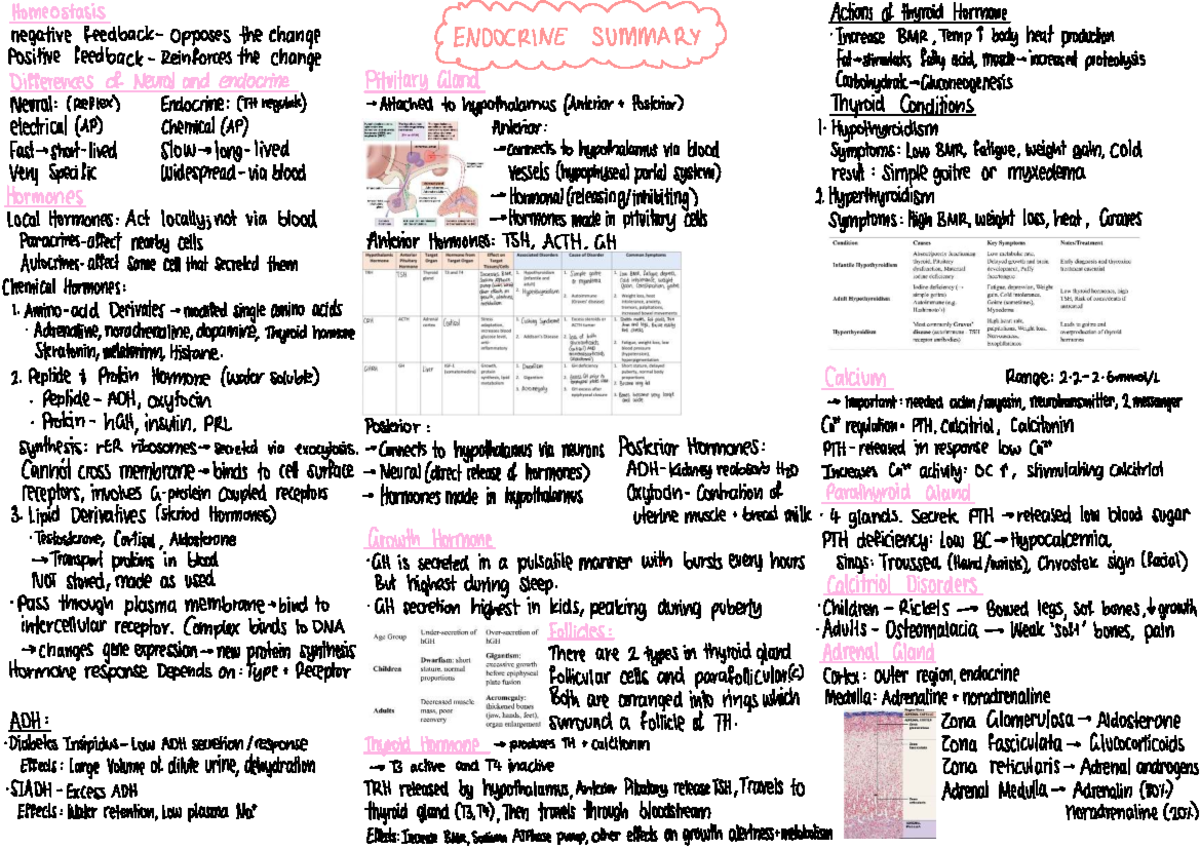 HUBS191 - Endocrine System Summary: Homeostasis, Hormones, and ...