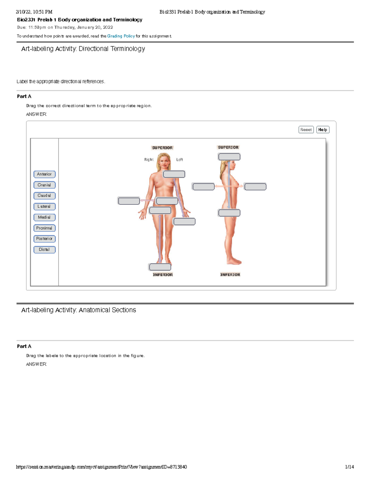 Bio2331 Prelab 1 Body organization and Terminology - Bio2331 Prelab 1 ...