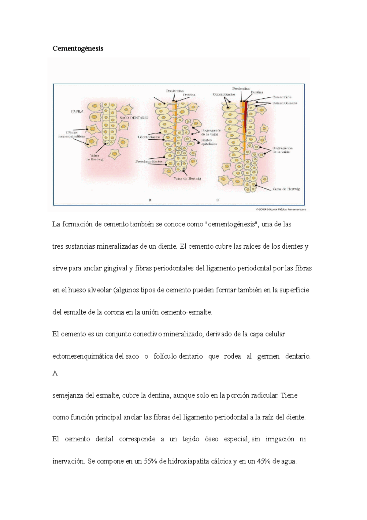 Cementogenesis - dddd - Cementogénesis La formación de cemento también ...