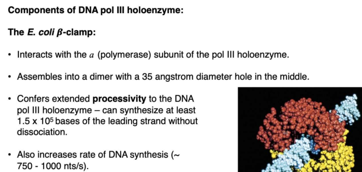 DNA Pol Holoenzyme Components: E. coli Interaction & Processivity - Studocu