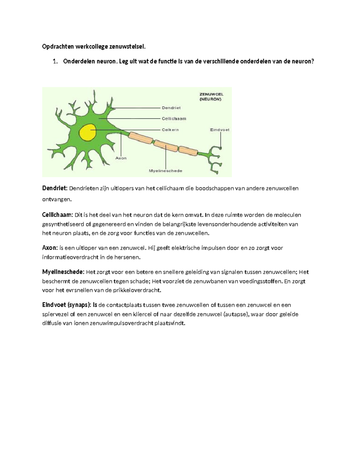 Fysiologie Blok C: Werkcollege Zenuwstelsel en Hersenen Functies ...