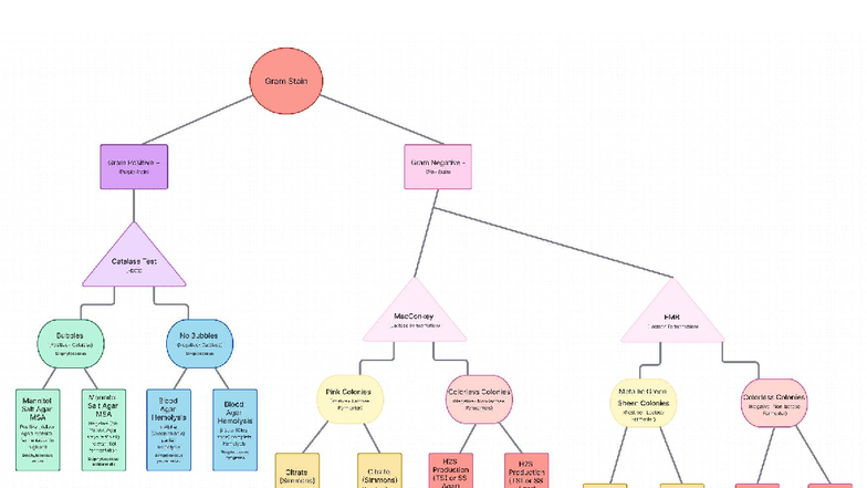 Microbiology Flow Chart: Gram Stain & Catalase Tests Overview - Studocu
