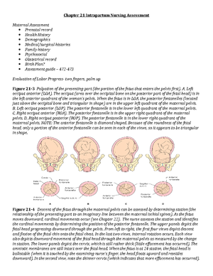 CH 12 Antepartum Nursing Notes - Antepartum Nursing (CH12) Pregnancy ...