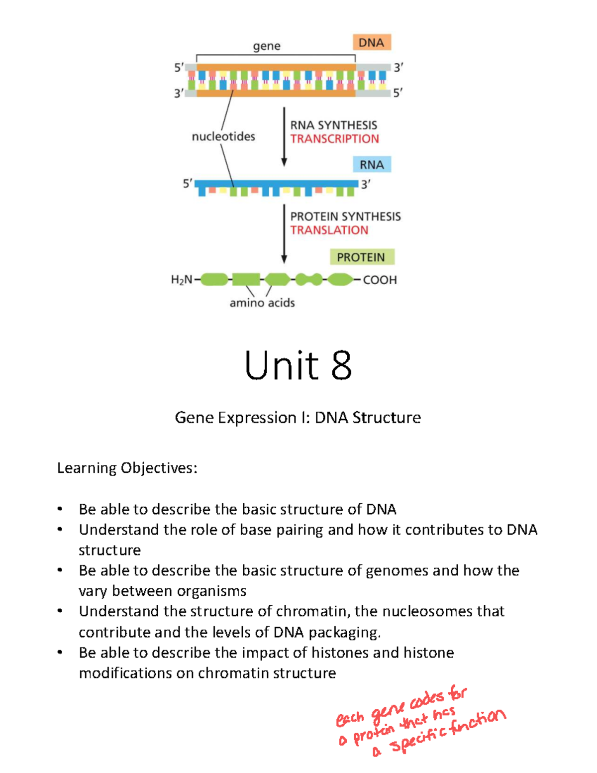 Unit 8: DNA Structure & Gene Expression I - Chromatin Insights - Studocu