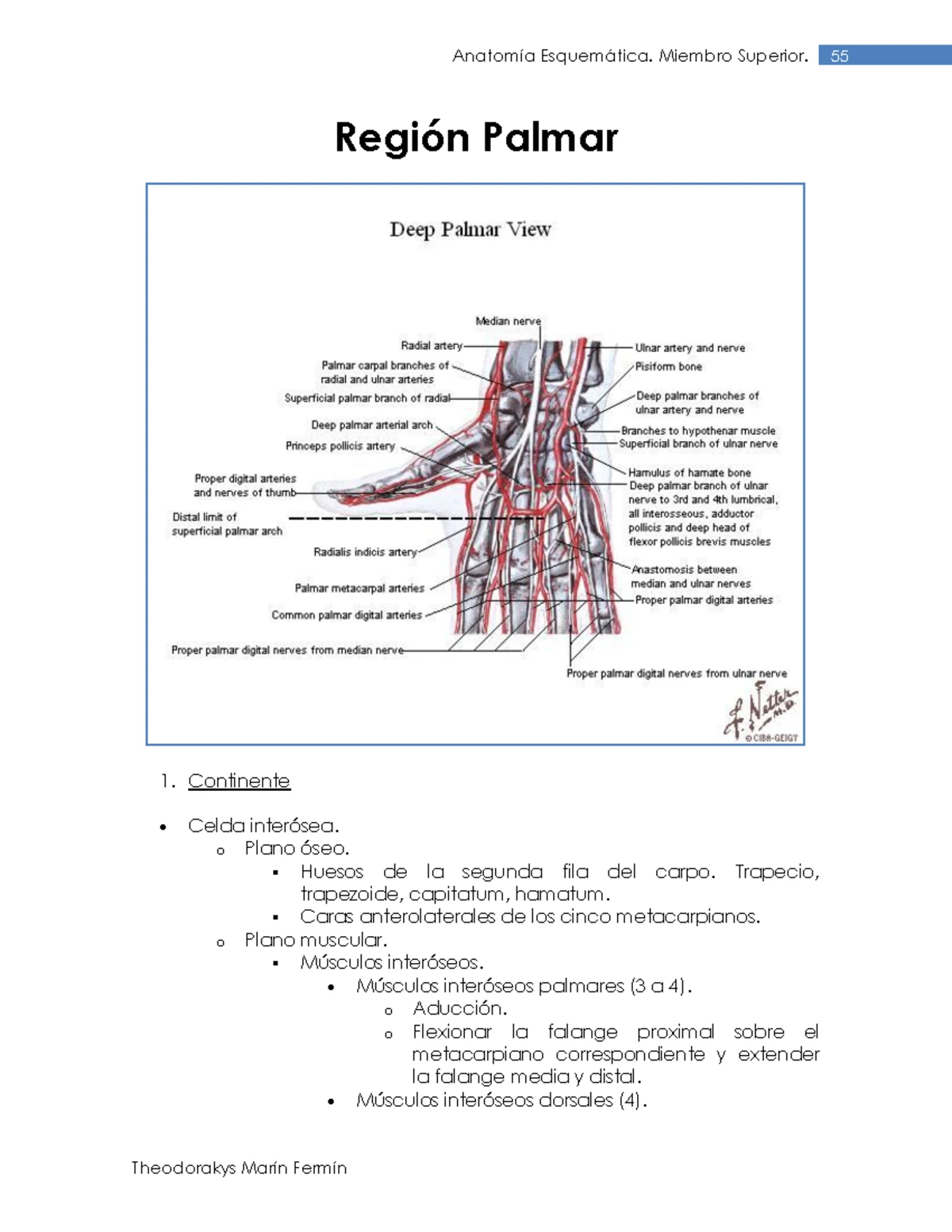 Región Braquial: Anatomía y Estructura Muscular Detallada - Studocu