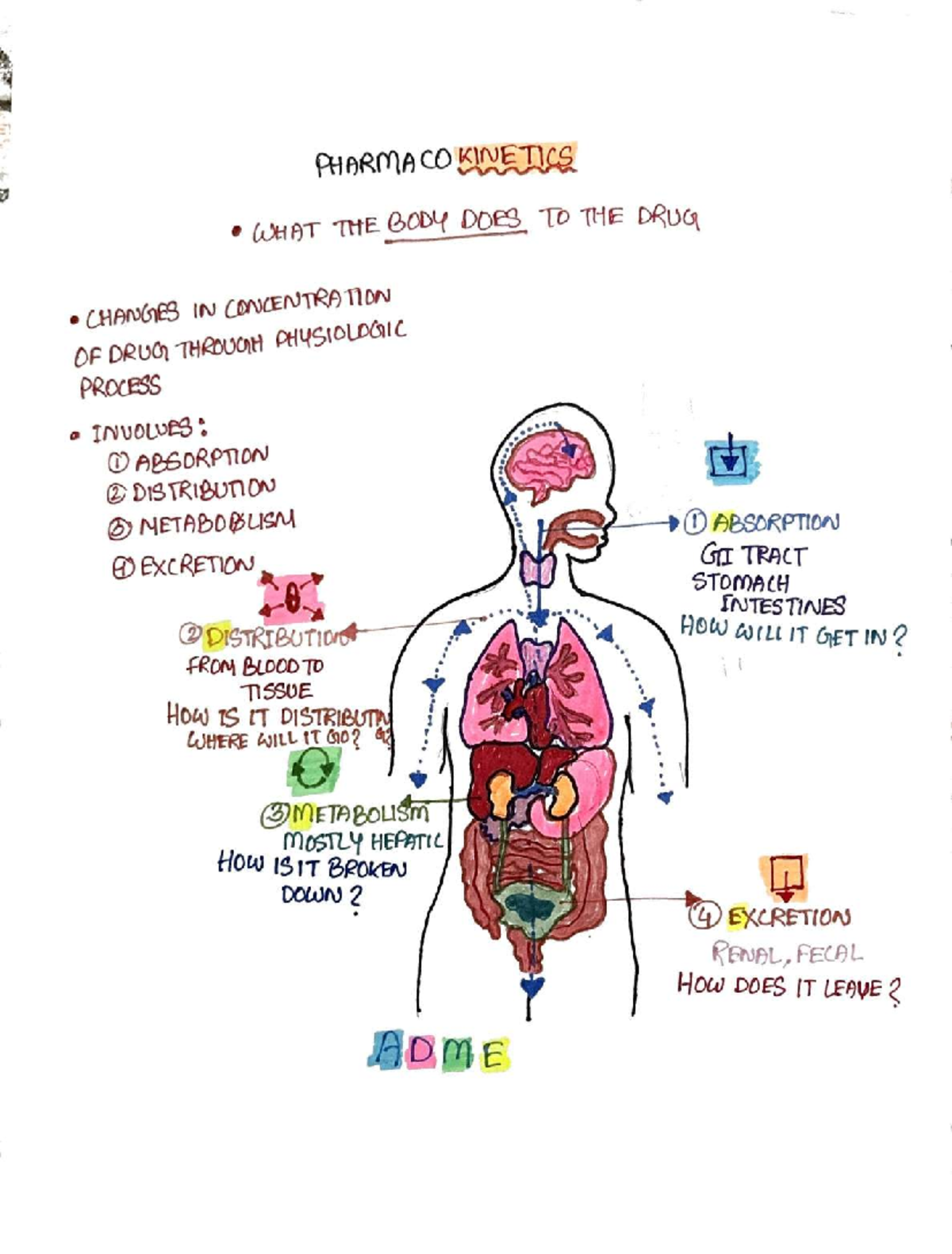 PHAR 101: Pharmacokinetics - ADME Processes Explained - Studocu