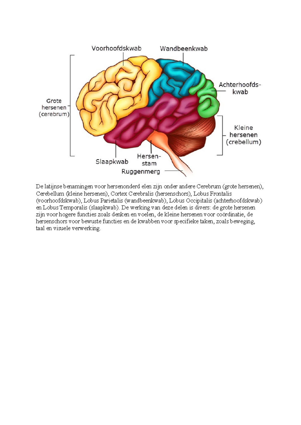 Brein - De latijnse benamingen voor hersenonderd elen zijn onder andere ...