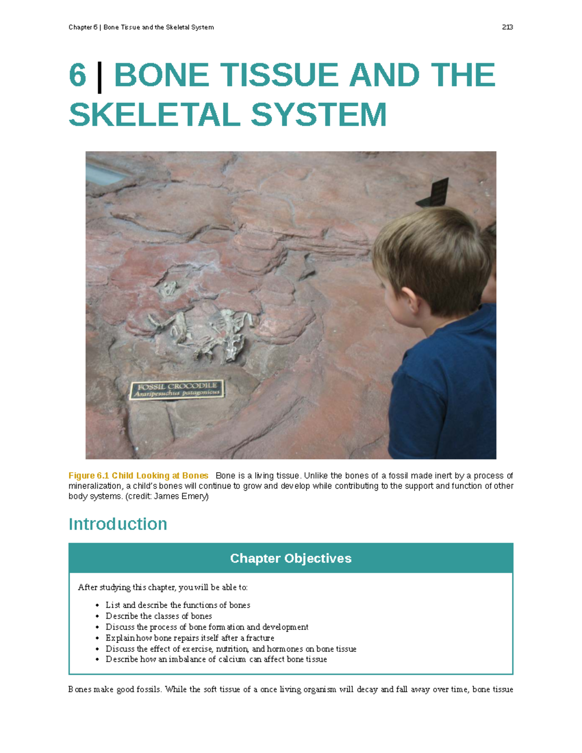 A&P 6: Bone Tissue and the Skeletal System Overview - Studocu