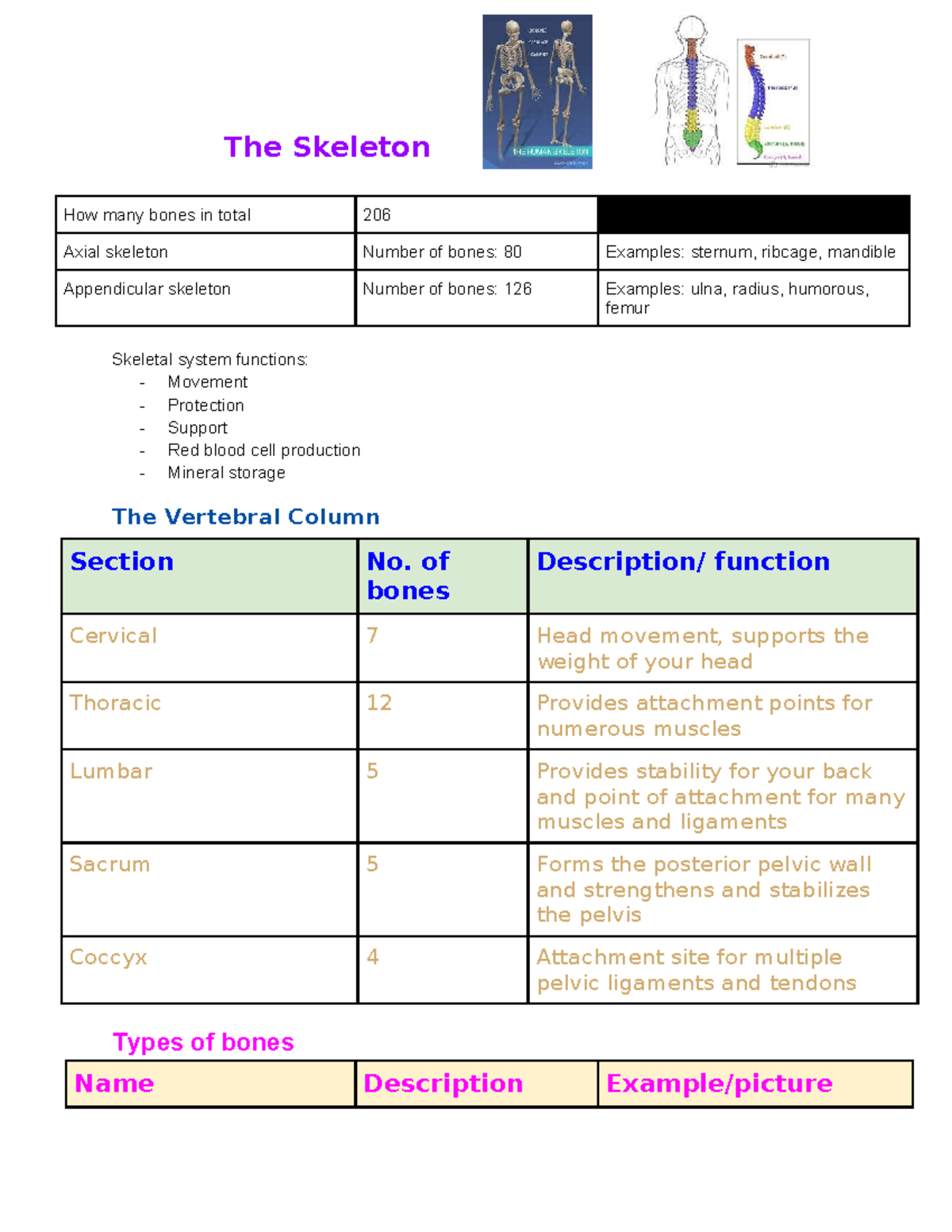 Bones and Joints intro - The Skeleton How many bones in total 206 Axial ...