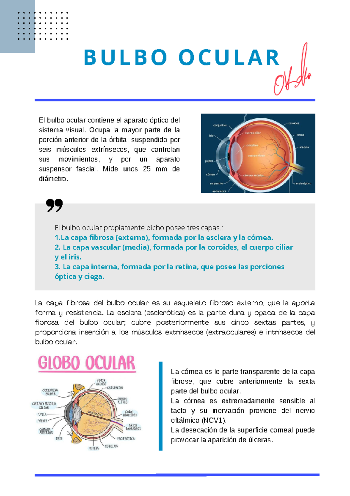 Anatomía 3 - Bulbo Ocular y su Estructura Óptica - Studocu
