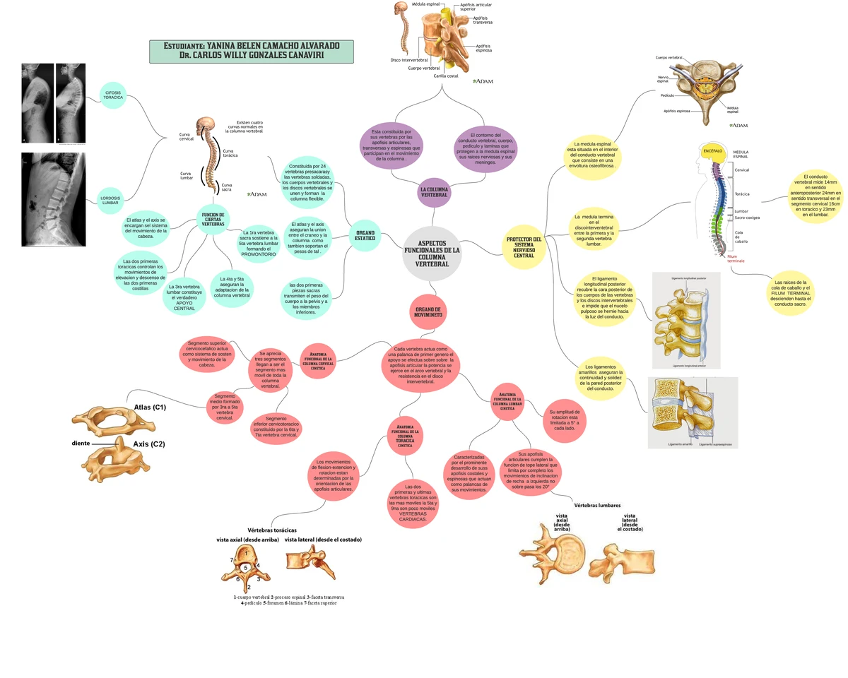 anatomía de las Vértebras Cervicales y clasificacion - V é rtebras ...
