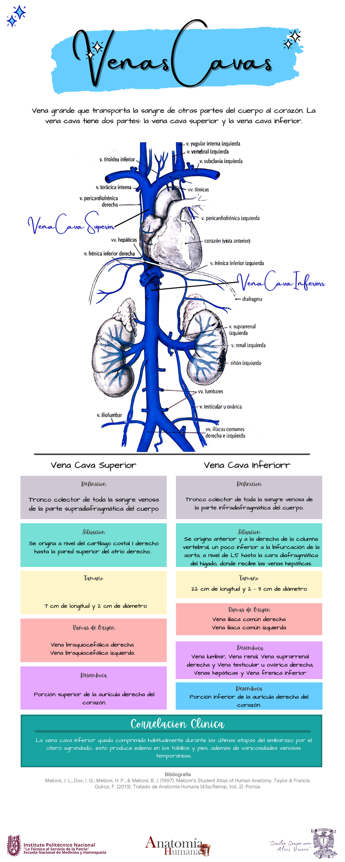Notas sobre Venas Cavas: Anatomía y Funciones del Sistema Venoso - Studocu