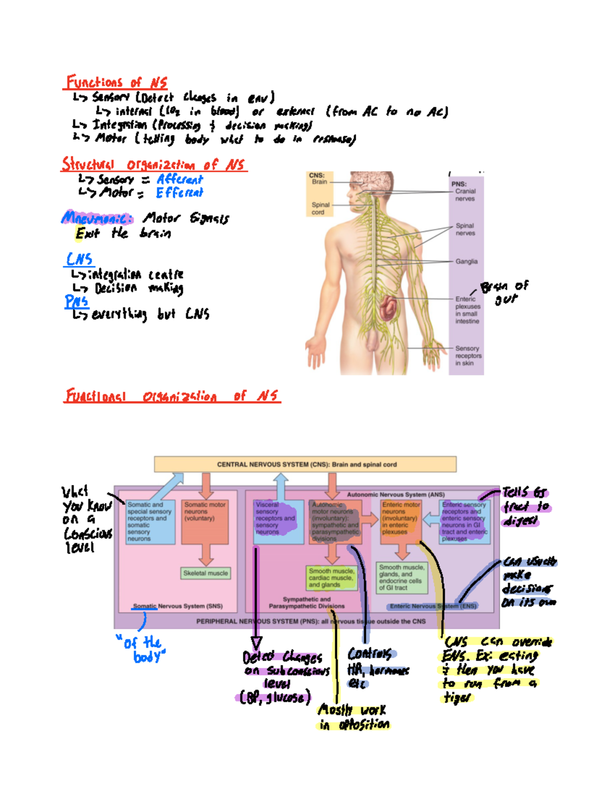 Module 5 - Nervous System Review - Functions of NS Sensory Detect ...