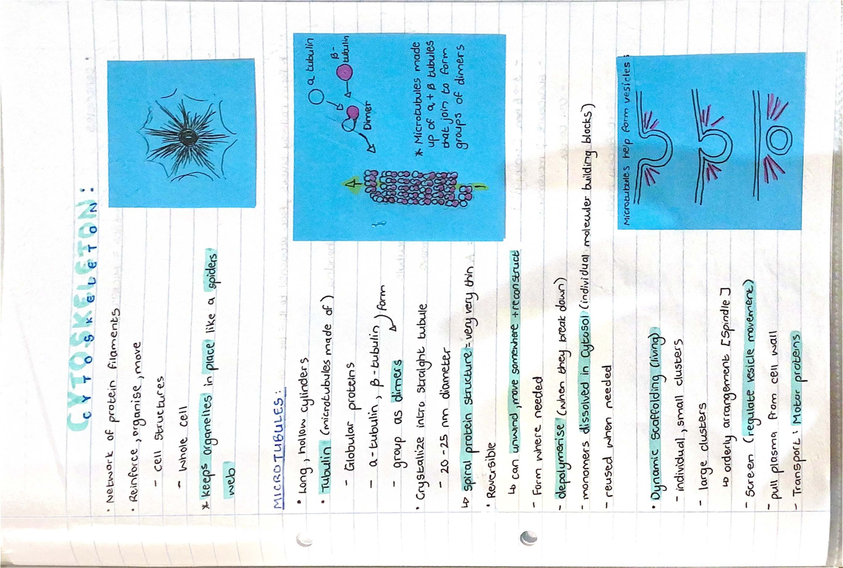 Cytoskeleton Overview: Microtubules, Microfilaments, Cilia & Flagella ...